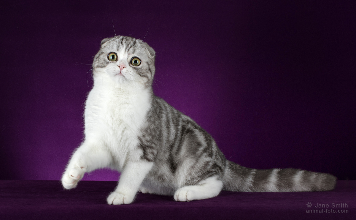 Chatons Scottish & Highland à vendre - Chatterie des chats Scottish ...